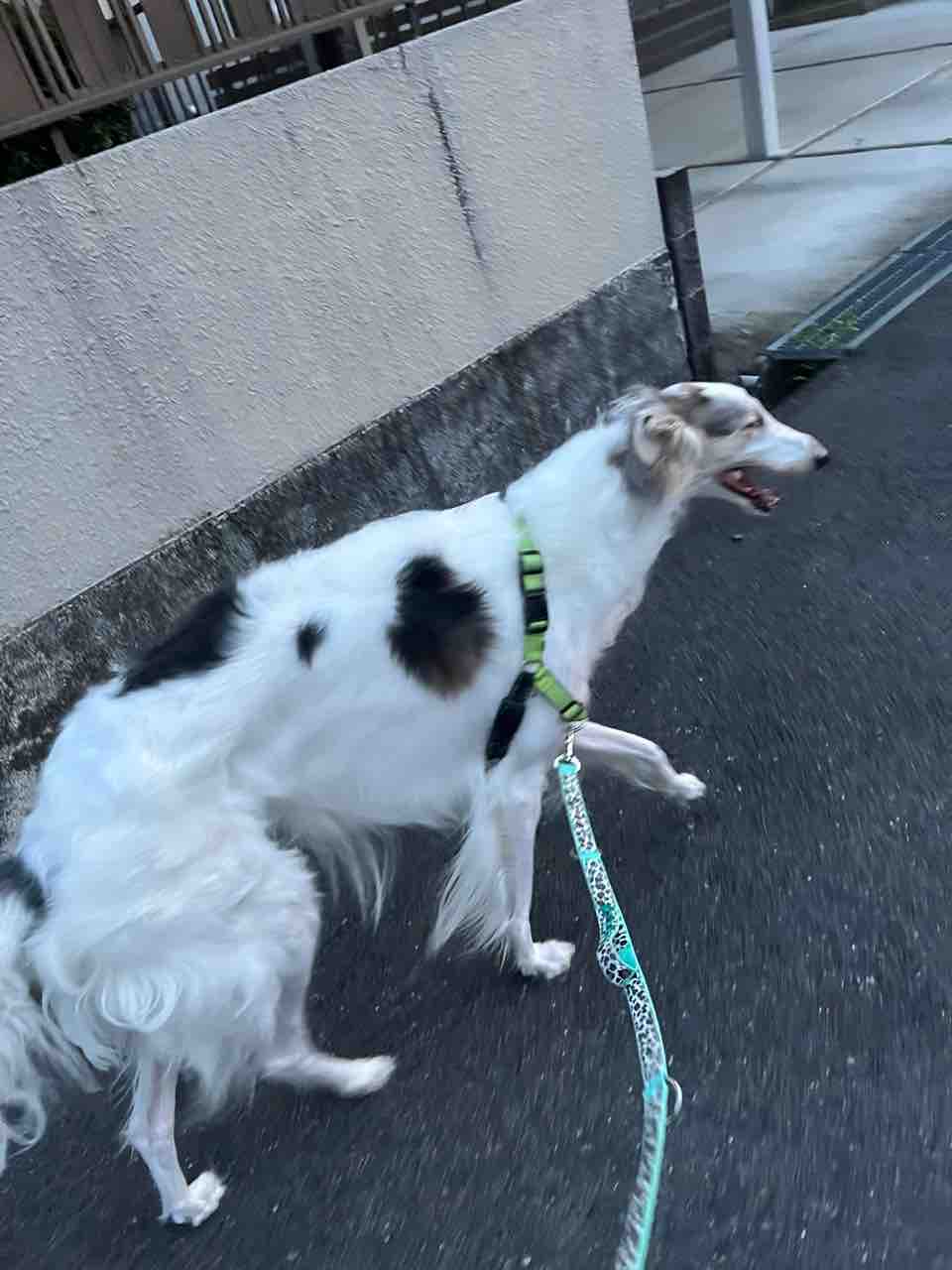 散歩。 : .•*.•*beny beny*•.*•.