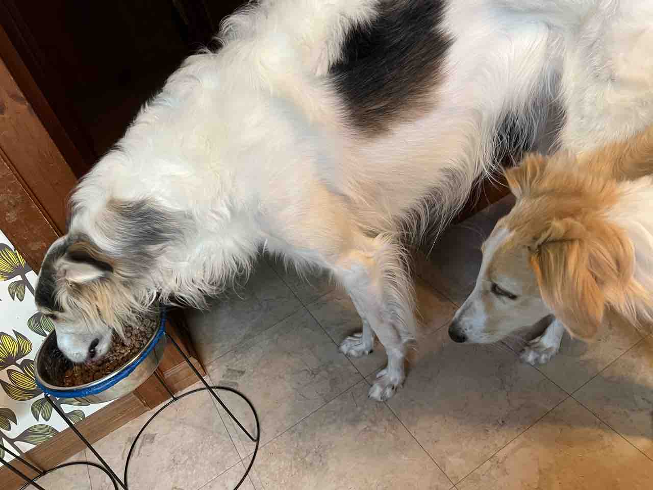 元気になったよ(^^) : .•*.•*beny beny*•.*•.