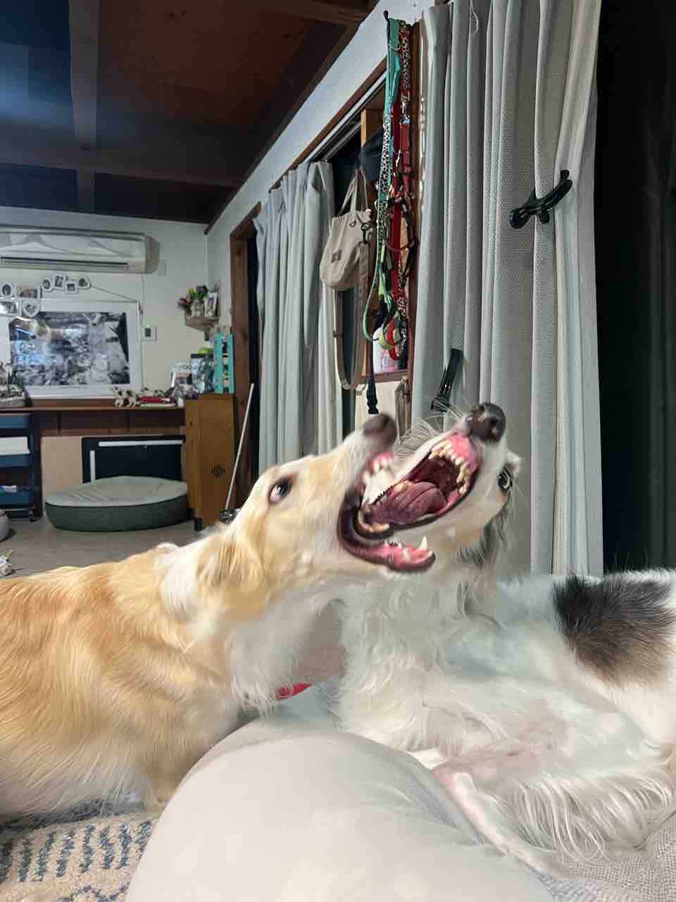 暑過ぎる。 : .•*.•*beny beny*•.*•.