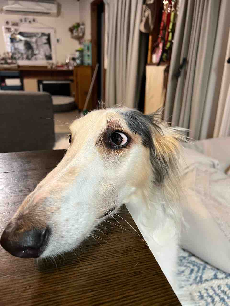 巣立ち。 : .•*.•*beny beny*•.*•.