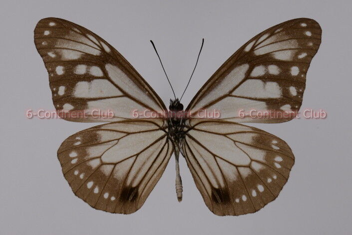 アルバータアサギマダラ♂ (バリ) Parantica albata baliensis : 京大蝶研六大陸クラブのTropical Delights