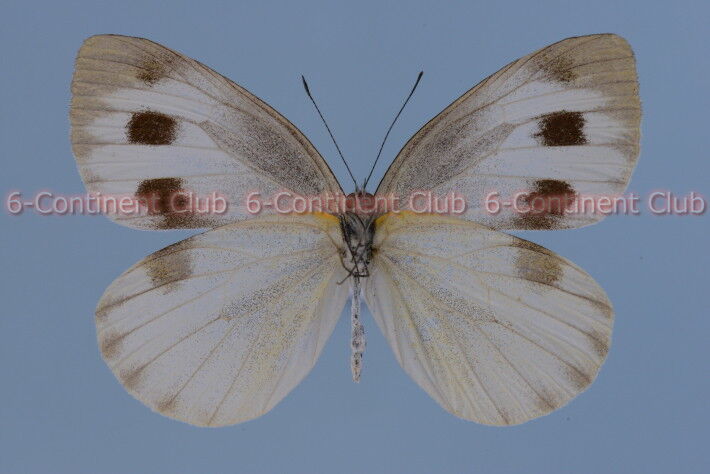 タイワンモンシロチョウ♀ (タイ) Pieris canidia canidia : 京大蝶研六大陸クラブのTropical Delights