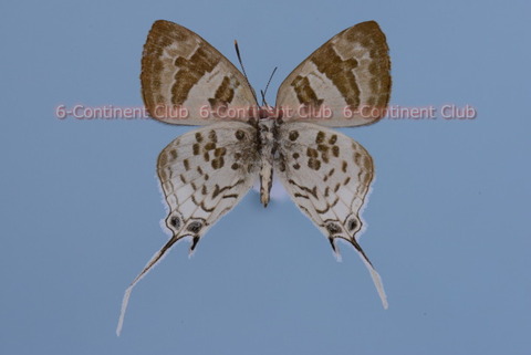 パラオオナガシジミ♀ (ラオス) Bindahara phocides phocides : 京大蝶研六大陸クラブのTropical Delights