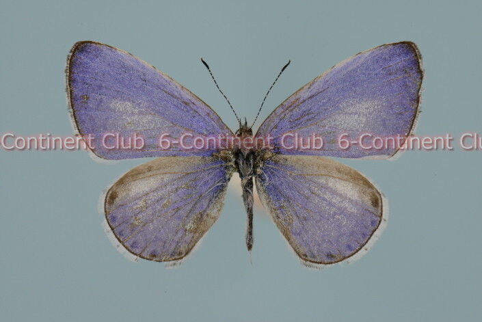 タッパンルリシジミ♂ (ラオス) Udara dilecta gisca : 京大蝶研六大陸クラブのTropical Delights