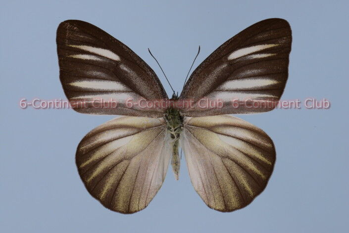 タイワンシロチョウ♀ (ボルネオ) Appias lyncida enarete : 京大蝶研六大陸クラブのTropical Delights