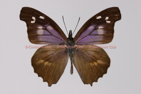 ムラサキテングチョウ♂ (ラオス) Libythea geoffroy alompra : 京大蝶研六大陸クラブのTropical Delights