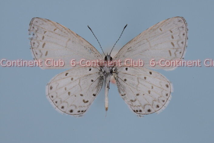 タッパンルリシジミ♂ (ラオス) Udara dilecta gisca : 京大蝶研六大陸クラブのTropical Delights