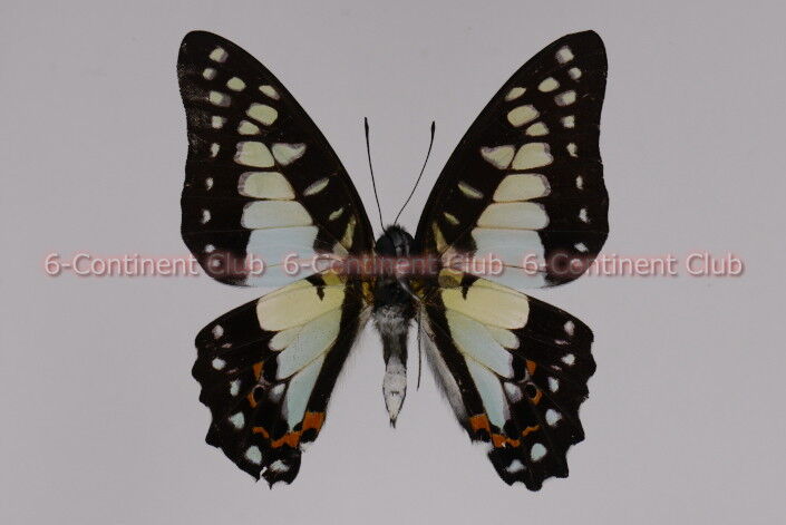 キナバルミカドアゲハ♂ (ボルネオ・キナバル山) Graphium procles procles : 京大蝶研六大陸クラブのTropical Delights