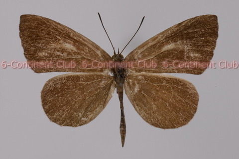 キネンシスアシナガシジミ♂ (タイ) Miletus chinensis learchus : 京大蝶研六大陸クラブのTropical ...