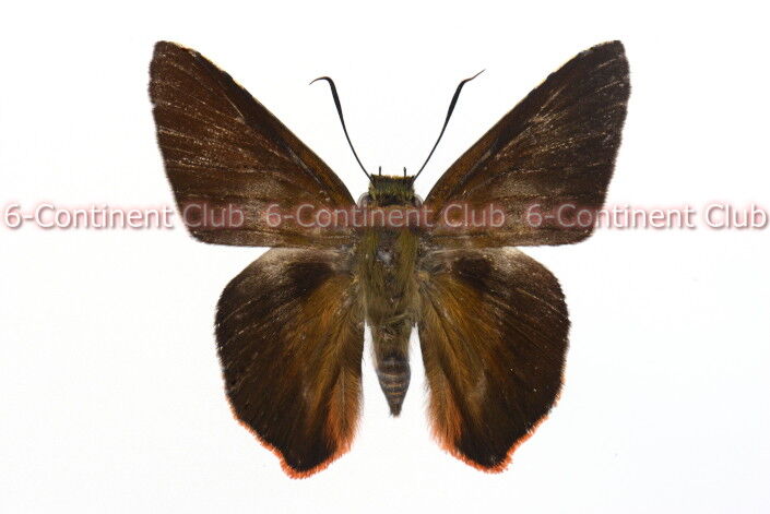 セナヒルキバネセセリ♂ (ボルネオ) Bibasis sena uniformis : 京大蝶研六大陸クラブのTropical Delights