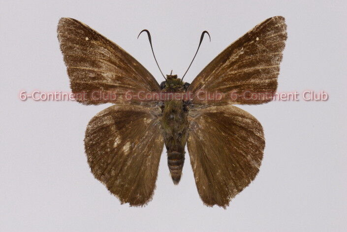 ウスオビビロードセセリ♂ (ボルネオ) Hasora vitta vitta : 京大蝶研六大陸クラブのTropical Delights