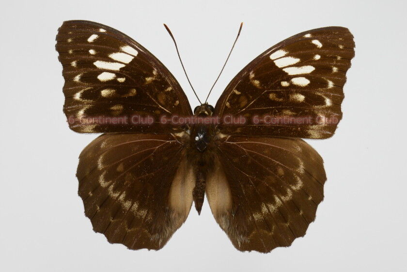 アエテスオオイナズマ♂ (南スラウェシ) Lexias aeetes phasiana : 京大蝶研六大陸クラブのTropical Delights