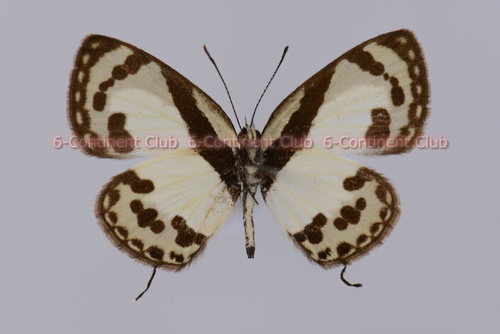 ロクスシロサカハチシジミ♂ (マレー半島) Caleta roxus pothus : 京大蝶研六大陸クラブのTropical Delights