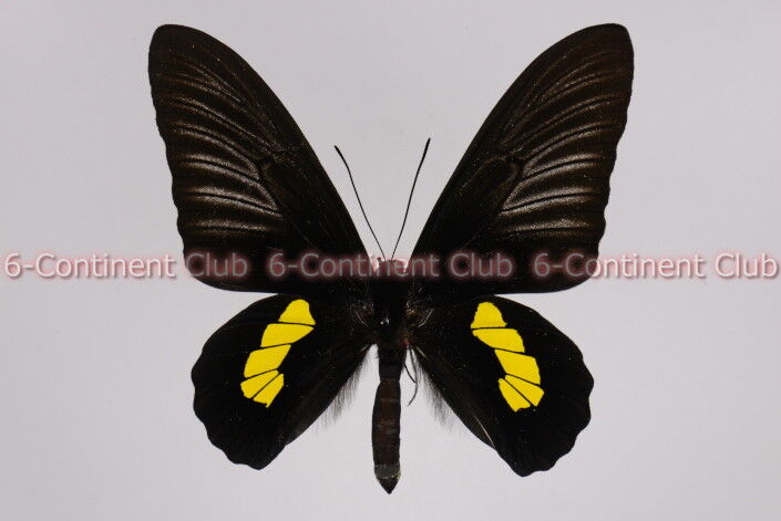 ハリフロンキシタアゲハ♂ (中央・南スラウェシ) Troides haliphron haliphron : 京大蝶研六大陸クラブの ...