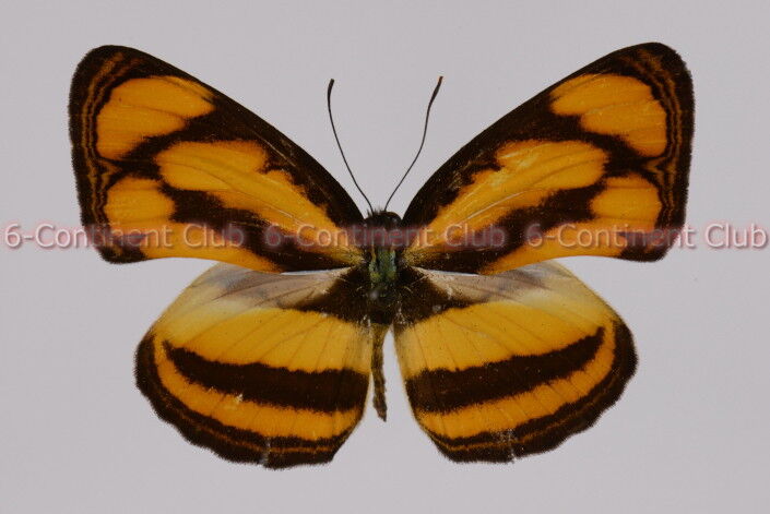 パラカキンミスジ♂ (タイ) Pantoporia paraka paraka : 京大蝶研六大陸クラブのTropical Delights