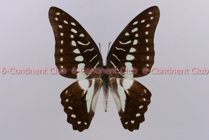 セレベスミカドアゲハ♂ (スラウェシ) Graphium meyeri meyeri : 京大蝶研六大陸クラブのTropical Delights