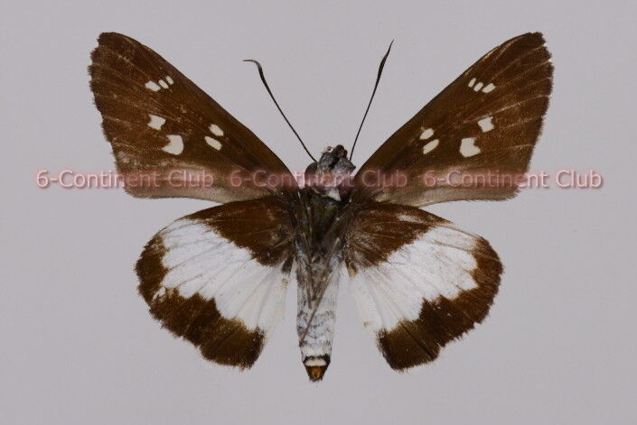 マーチンシロオビセセリ♀ (ボルネオ) Acerbas martini martini : 京大蝶研六大陸クラブのTropical Delights