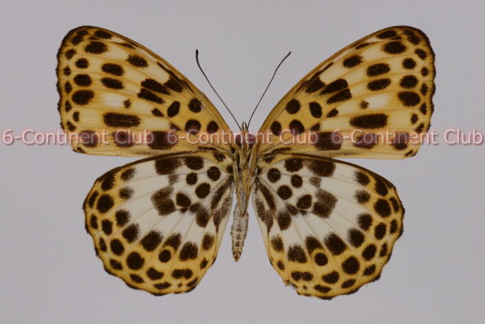 ヒョウマダラ♂ (台湾) Timelaea maculata formosana : 京大蝶研六大陸クラブのTropical Delights