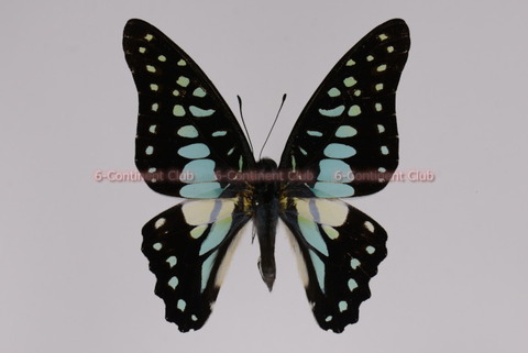 バティクレスタイマイ♂ (ボルネオ) Graphium bathycles bathycloides : 京大蝶研六大陸クラブの ...