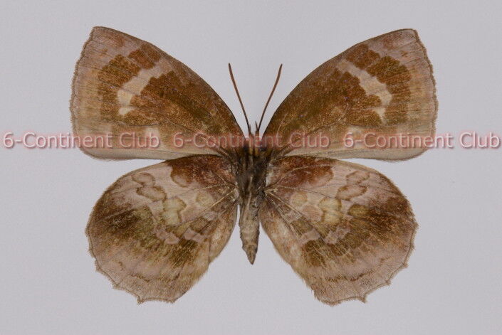 アレステニセムラサキツバメ♀ (ラオス) Flos areste areste : 京大蝶研六大陸クラブのTropical Delights