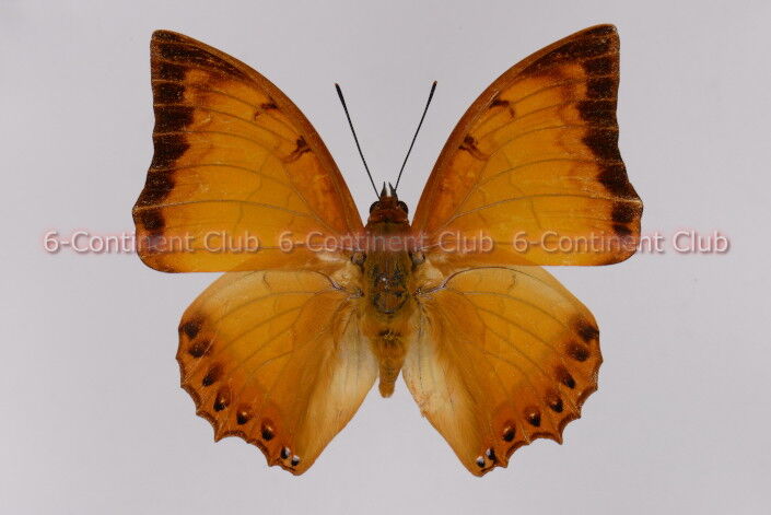 ディスタントフタオ♂ (ボルネオ) Charaxes distanti thespius : 京大蝶研六大陸クラブのTropical Delights