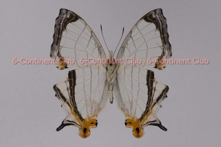 ニベアイシガケチョウ♂ (ボルネオ) Cyrestis nivea borneensis : 京大蝶研六大陸クラブのTropical Delights