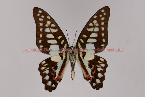 ミカドアゲハ♂ (ラオス) Graphium doson axion : 京大蝶研六大陸クラブのTropical Delights