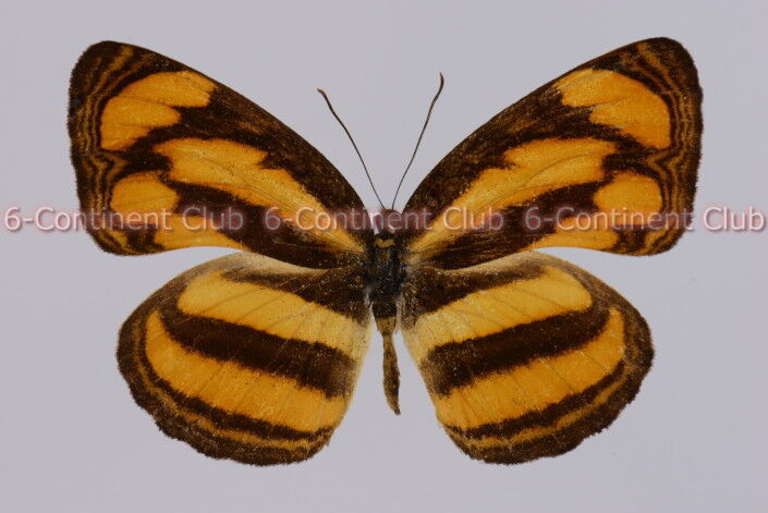 パラカキンミスジ♀ (ランカウイ) Pantoporia paraka paraka : 京大蝶研六大陸クラブのTropical Delights