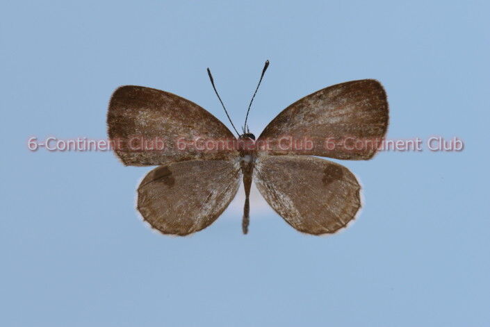 リュウキュウウラボシシジミ♂ (タイ) Pithecops corvus corvus : 京大蝶研六大陸クラブのTropical Delights