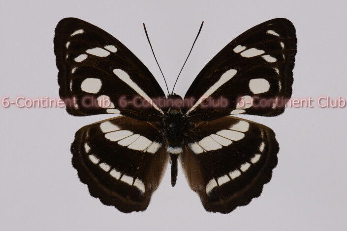 マレーシロオオミスジ♂ (ボルネオ) Athyma pravara pravara : 京大蝶研六大陸クラブのTropical Delights