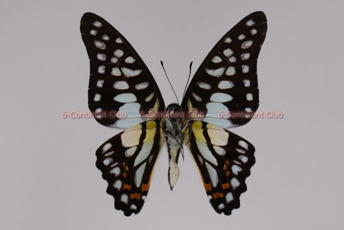 バティクレスタイマイ♂ (ボルネオ) Graphium bathycles bathycloides : 京大蝶研六大陸クラブの ...