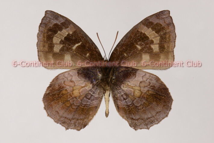 アレステニセムラサキツバメ♂ (ラオス) Flos areste areste : 京大蝶研六大陸クラブのTropical Delights