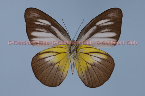 タイワンシロチョウ♀ (ボルネオ) Appias lyncida enarete : 京大蝶研六大陸クラブのTropical Delights