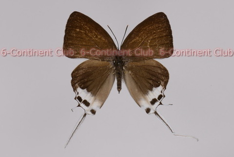 アオトラスソビキシジミ♀ (北ボルネオ) Jacoona anasuja jusana : 京大蝶研六大陸クラブのTropical Delights