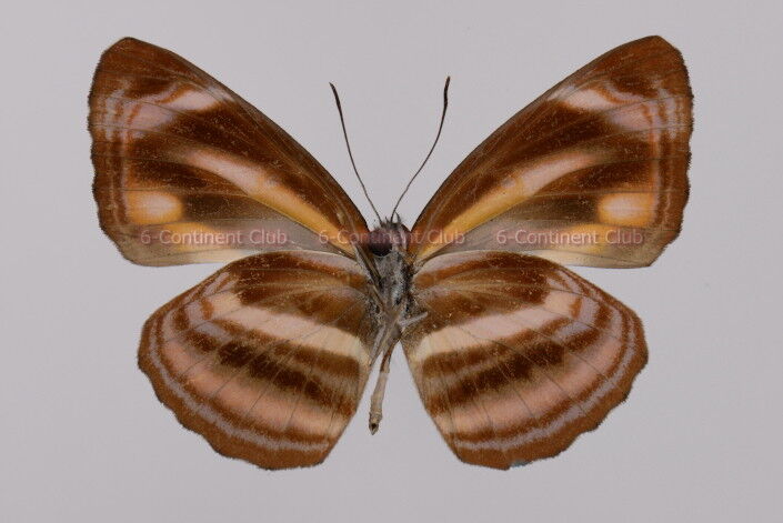 ミアミスジ♂ (北ラオス) Neptis miah nolana : 京大蝶研六大陸クラブのTropical Delights