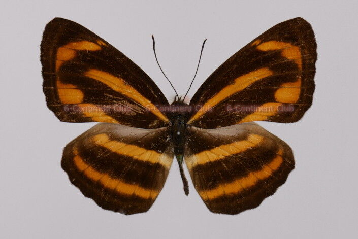 ミアミスジ♂ (北ラオス) Neptis miah nolana : 京大蝶研六大陸クラブのTropical Delights