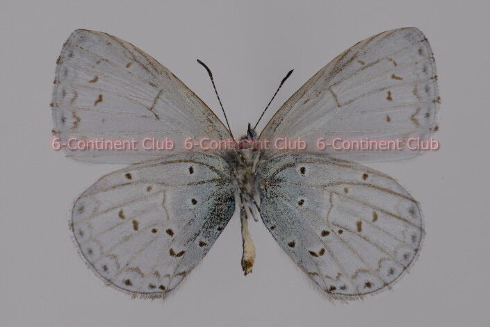 アリサンルリシジミ♂ (台湾) Celastrina oreas arisana : 京大蝶研六大陸クラブのTropical Delights