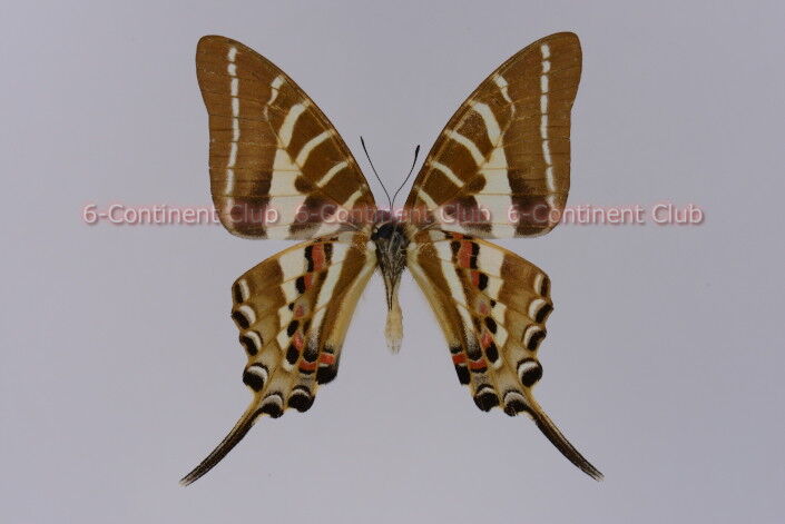 アリステウスオナガタイマイ♂ (ラオス) Graphium aristeus hermocrates : 京大蝶研六大陸クラブの ...