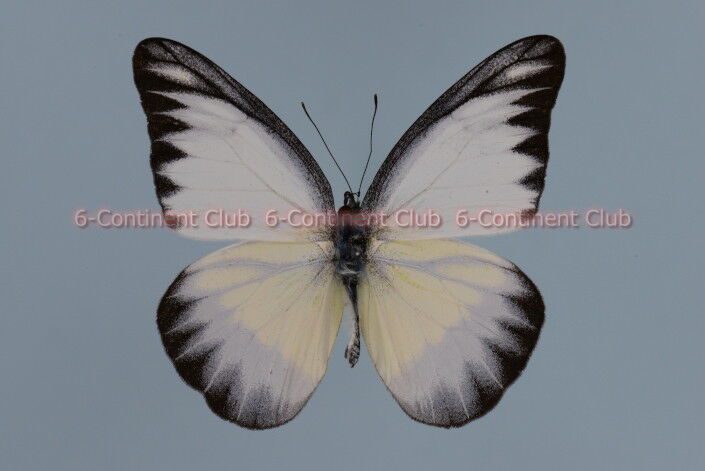 タイワンシロチョウ♂ (ボルネオ) Appias lyncida enarete : 京大蝶研六大陸クラブのTropical Delights