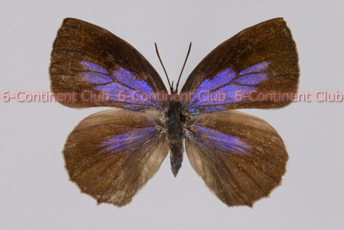 アレステニセムラサキツバメ♀ (ラオス) Flos areste areste : 京大蝶研六大陸クラブのTropical Delights