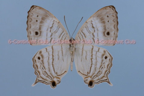 パウリヌスイシガケチョウ♂ (北・東スラウェシ) Cyrestis paulinus mantilis : 京大蝶研六大陸クラブの ...