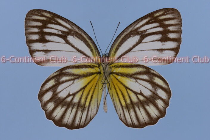 エペリアマルバネシロチョウ♂ (スラウェシ) Cepora eperia eperia : 京大蝶研六大陸クラブのTropical Delights