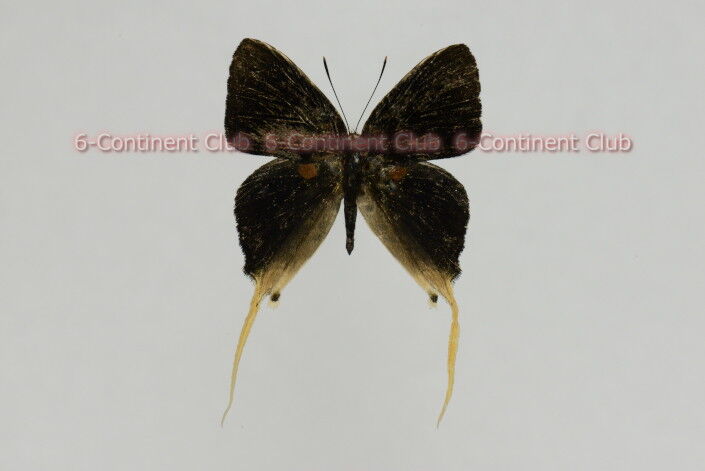 パラオオナガシジミ♂ (ラオス) Bindahara phocides phocides : 京大蝶研六大陸クラブのTropical Delights