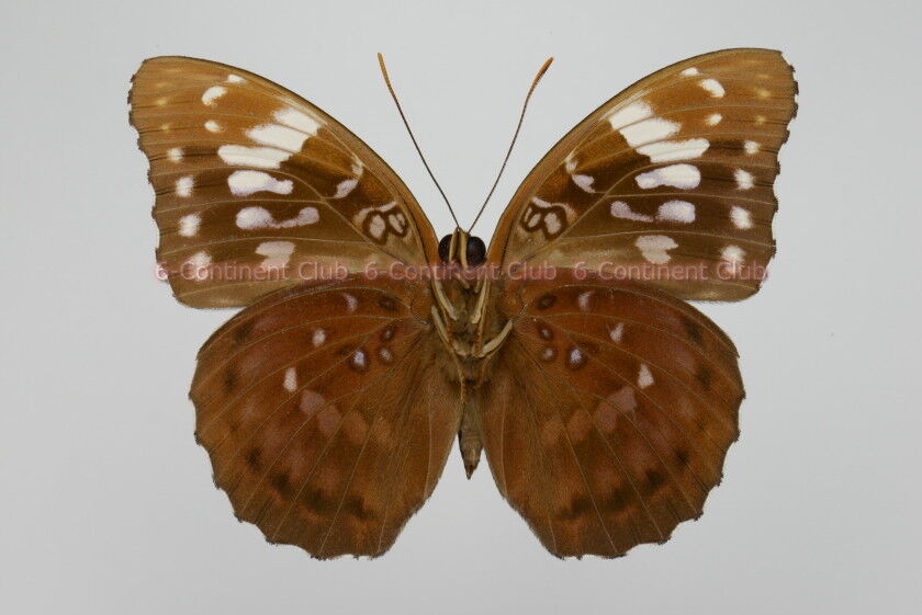 アエテスオオイナズマ♂ (南スラウェシ) Lexias aeetes phasiana : 京大蝶研六大陸クラブのTropical Delights