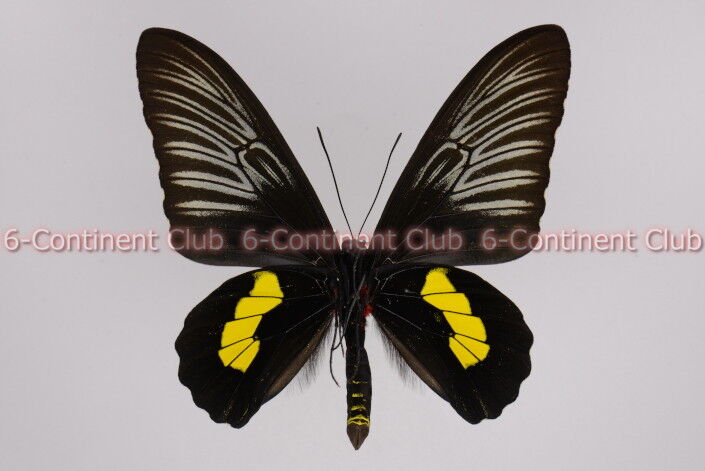 ハリフロンキシタアゲハ♂ (中央・南スラウェシ) Troides haliphron haliphron : 京大蝶研六大陸クラブの ...