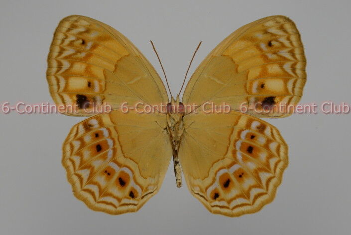 ニシキキマダラタテハ♂ (スラウェシ) Cupha maeonides maeonides : 京大蝶研六大陸クラブのTropical ...