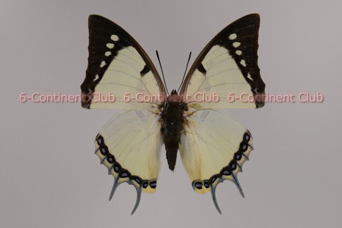 ウスイロフタオチョウ♂ (北ラオス) Polyura dolon grandis : 京大蝶研六大陸クラブのTropical Delights