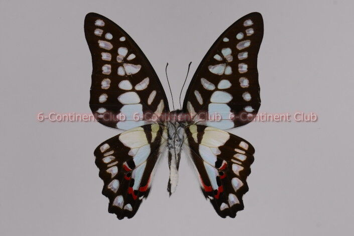 エベモンタイマイ♂ (マレー半島) Graphium evemon eventus : 京大蝶研六大陸クラブのTropical Delights