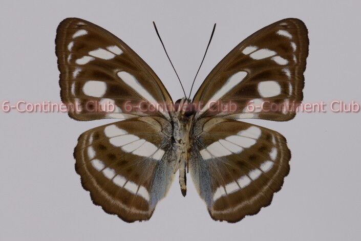 マレーシロオオミスジ♂ (ボルネオ) Athyma pravara pravara : 京大蝶研六大陸クラブのTropical Delights