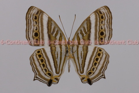 ストリガータイシガケチョウ♂ (スラウェシ) Cyrestis strigata strigata : 京大蝶研六大陸クラブのTropical ...